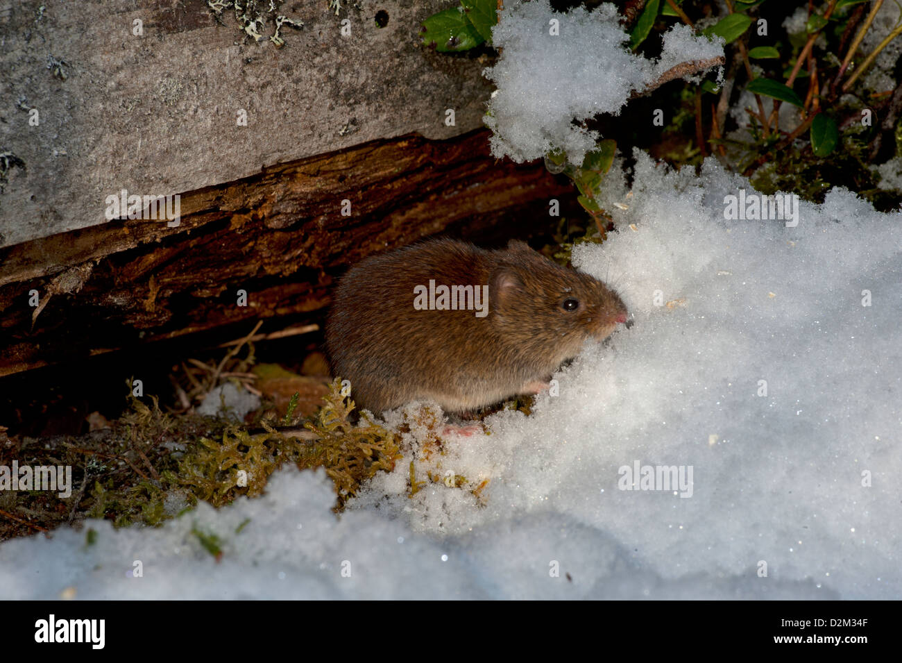 A Bank Vole in winter snow in the ancient Scottish pine woodland. SCO ...