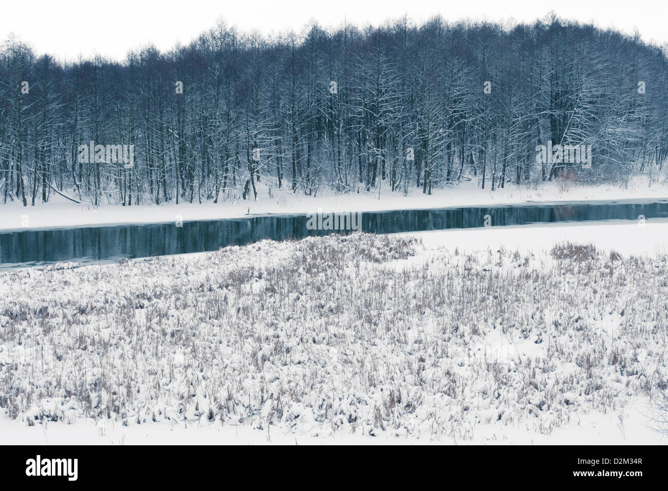 winter marsh with small river and dark forest on backward Stock Photo ...