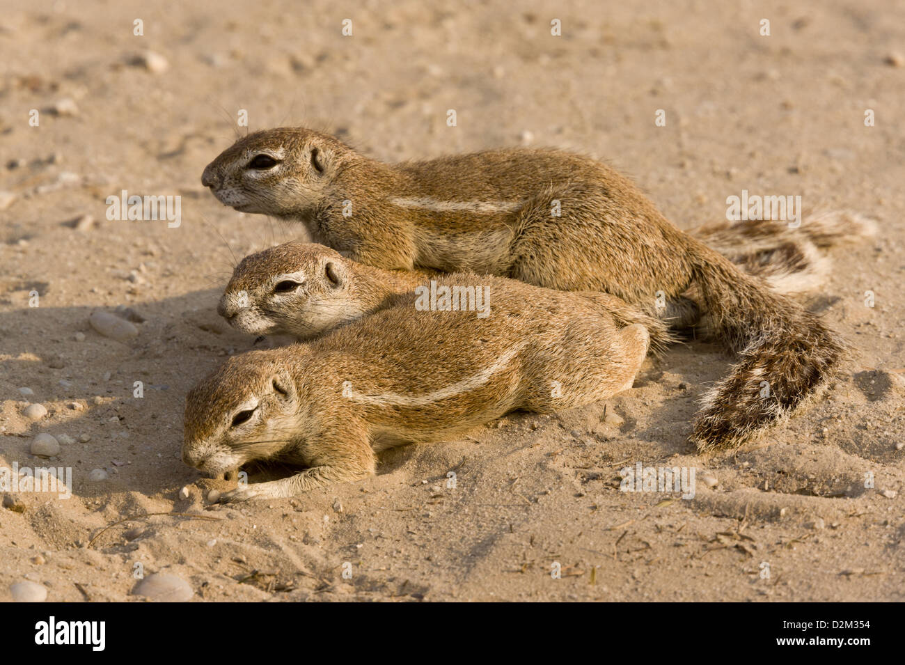 Group of cape ground squirrels (Xerus inauris) in the Kalahari desert ...
