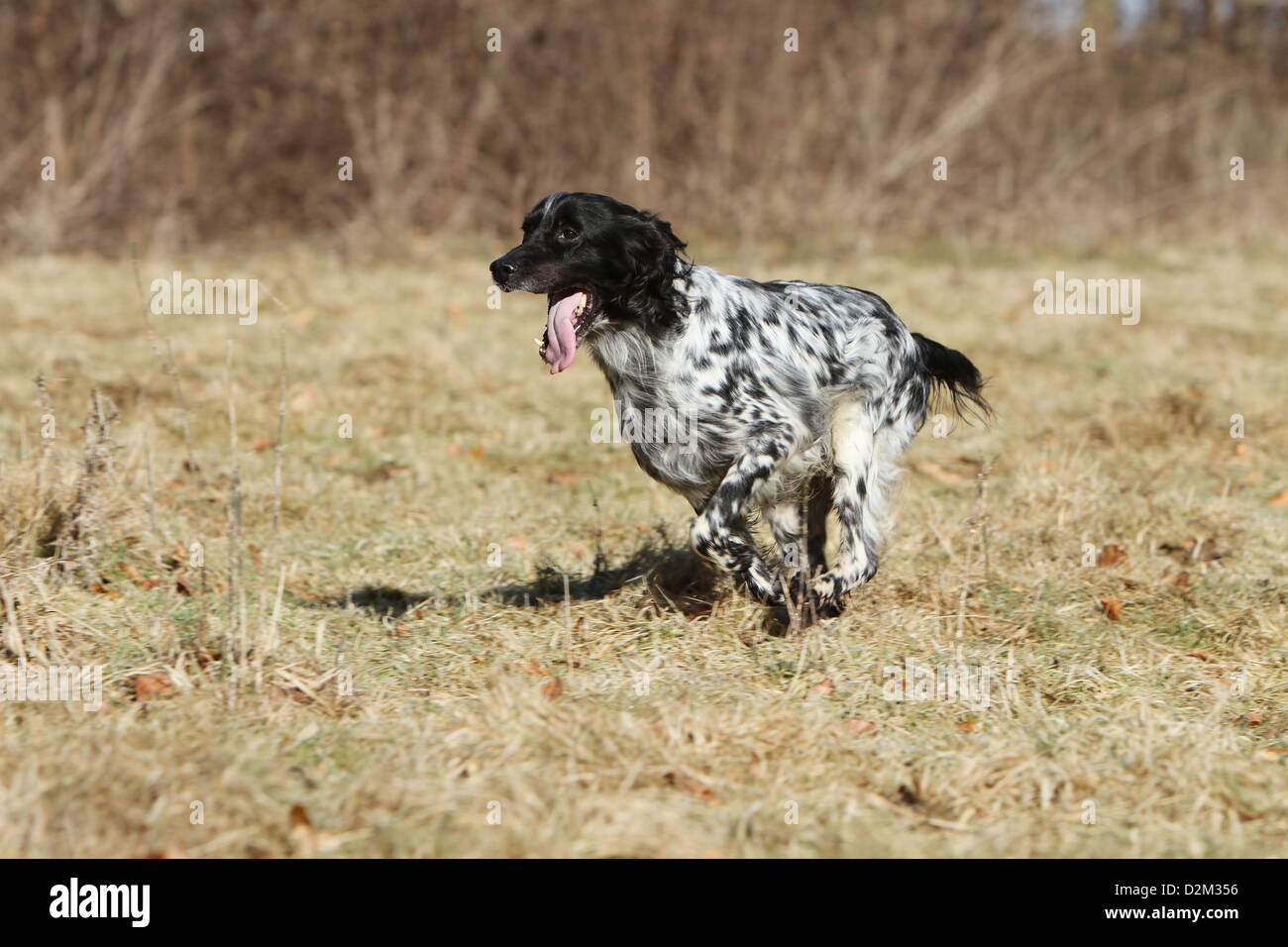 Dog English Setter adult (blue Belton) running in a field Stock Photo ...