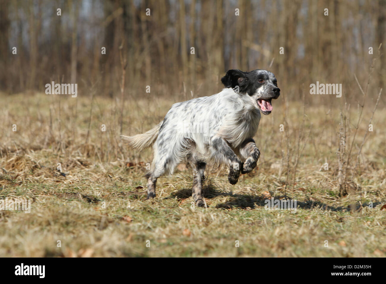 Dog English Setter adult (blue Belton) running in a field Stock Photo ...
