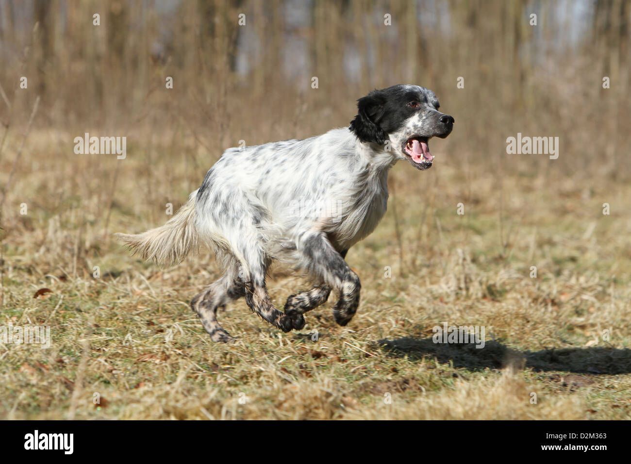 Dog English Setter adult (blue Belton) running in a field Stock Photo ...