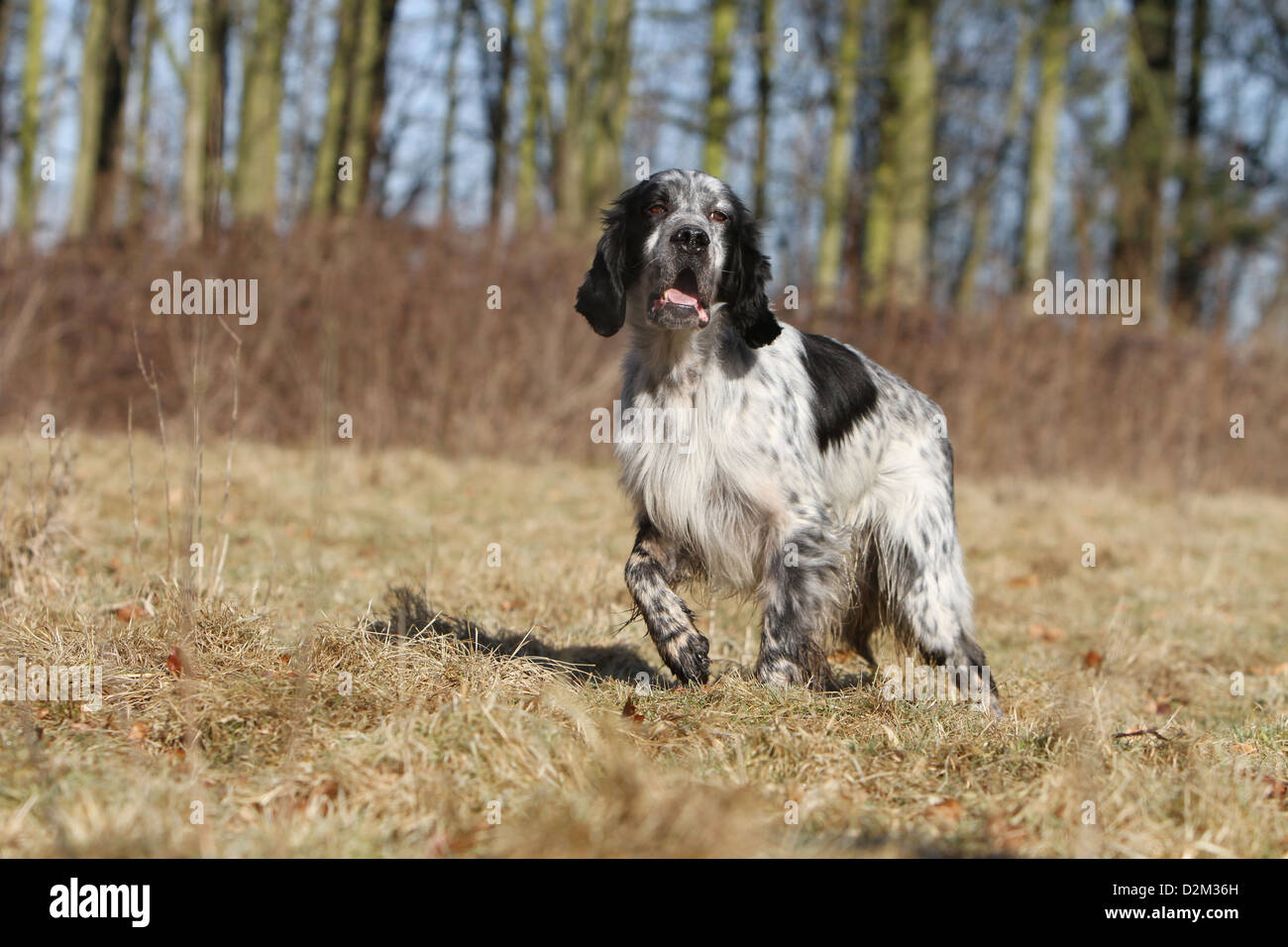 Dog English Setter adult (blue Belton) standing in a field Stock Photo ...