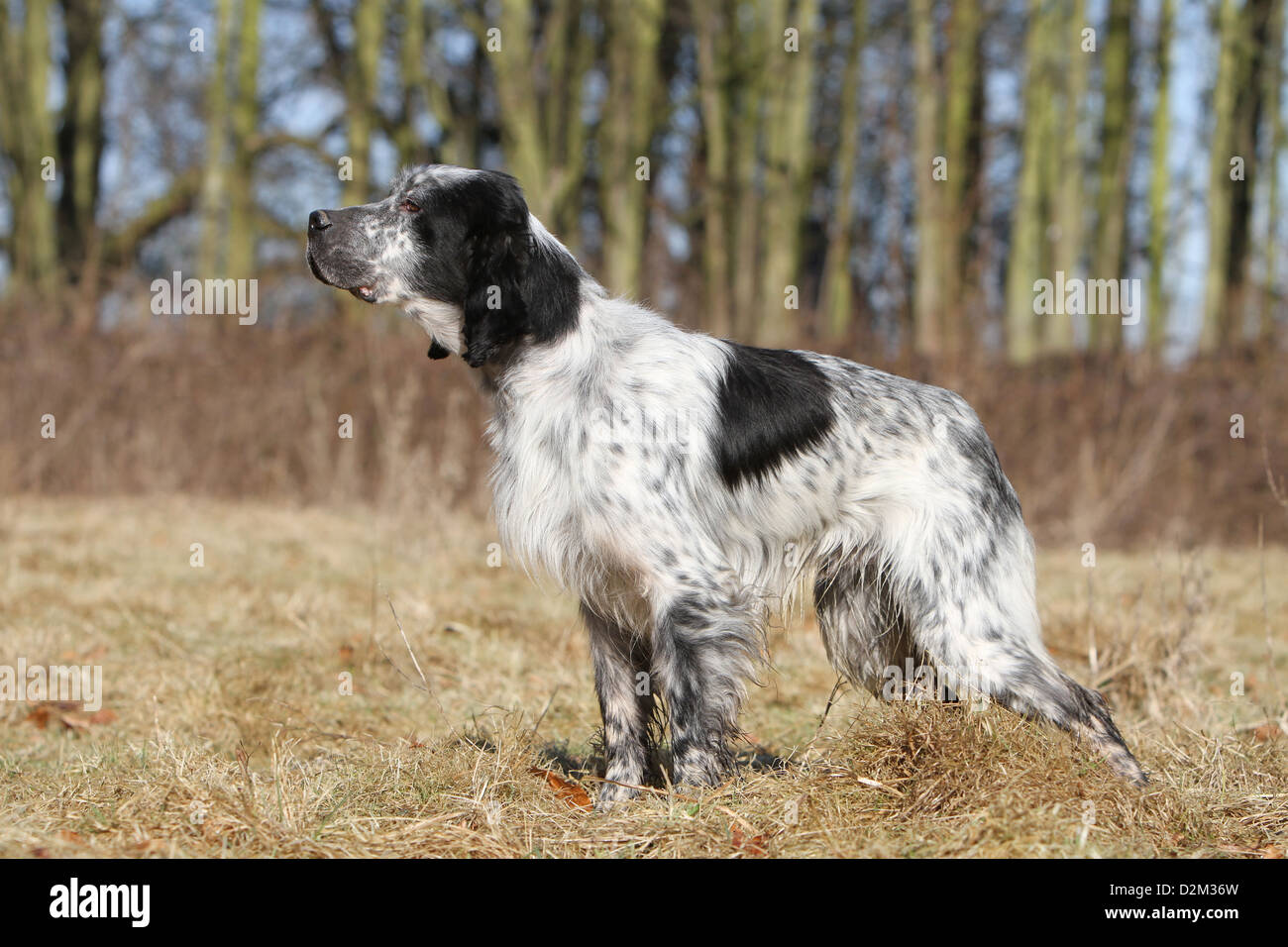 Dog English Setter adult (blue Belton) standing in a field Stock Photo ...