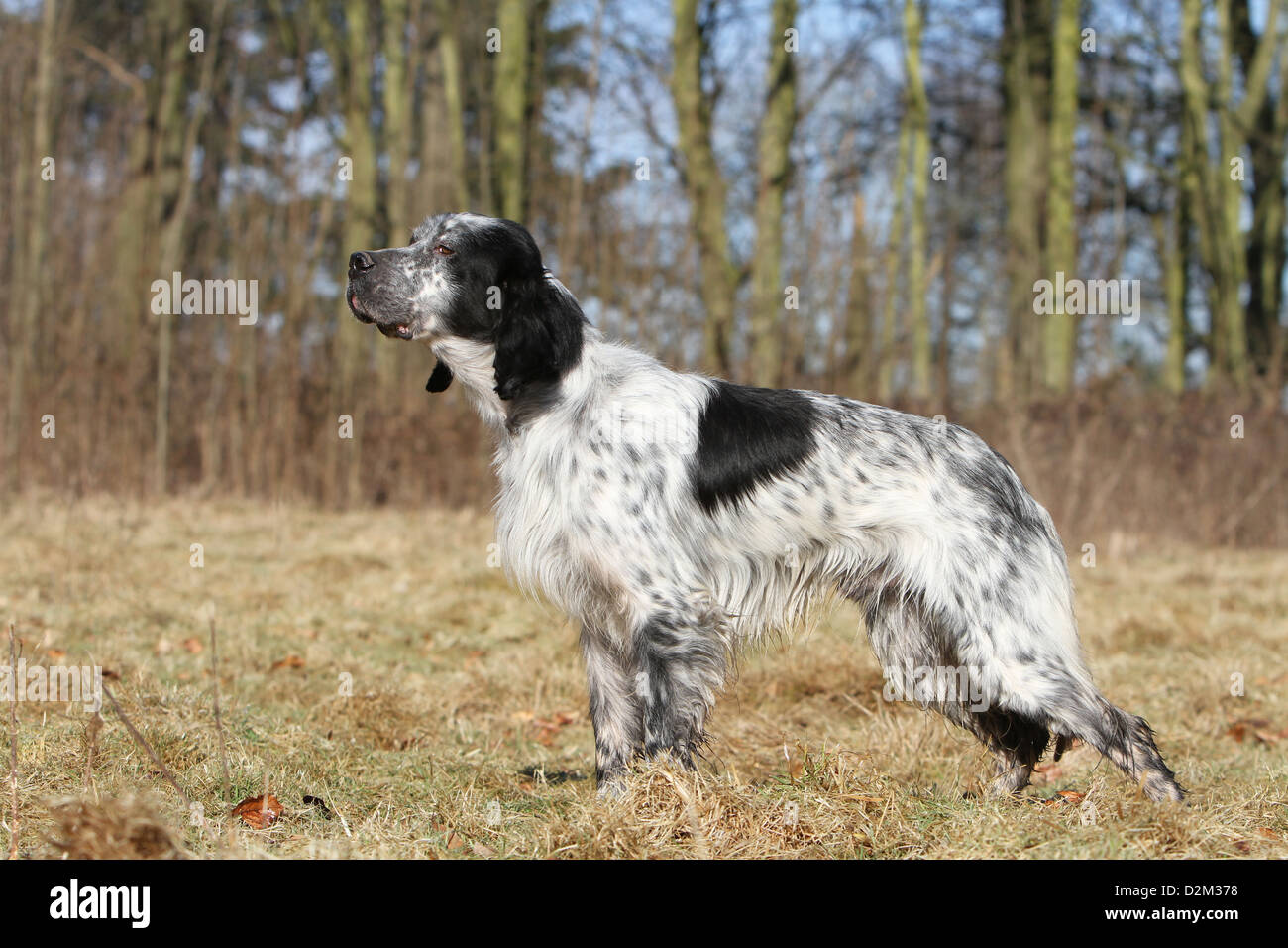 Dog English Setter adult (blue Belton) standing in a field Stock Photo ...