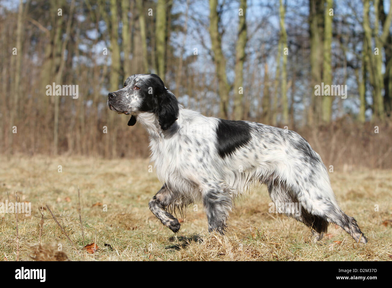 Dog English Setter adult (blue Belton) standing in a field paw raised ...