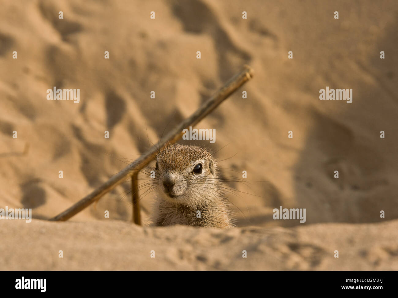 Young Cape ground squirrel (Xerus inauris) at the mouth of the burrow ...