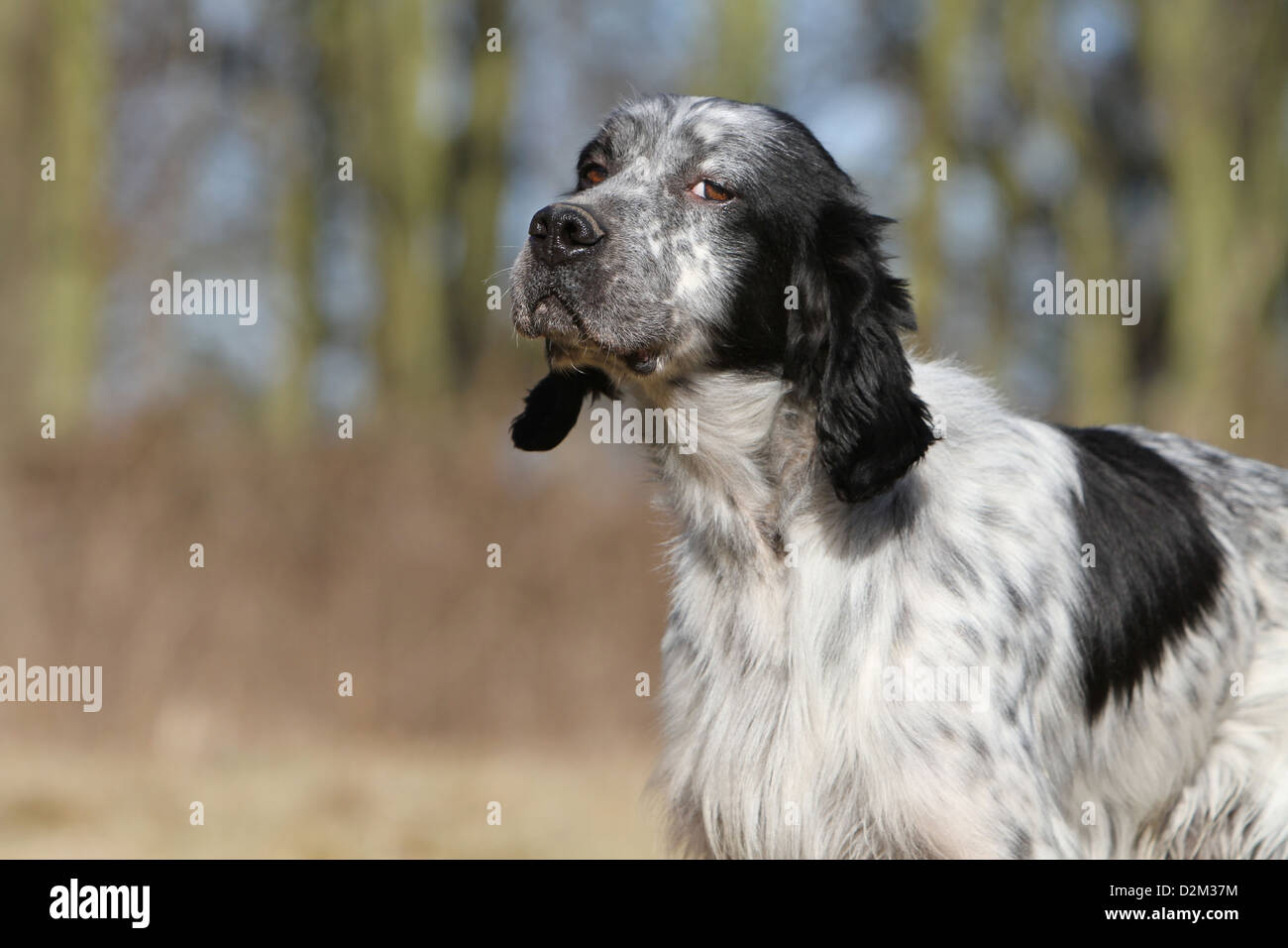 Dog English Setter adult (blue Belton) portrait profile Stock Photo - Alamy