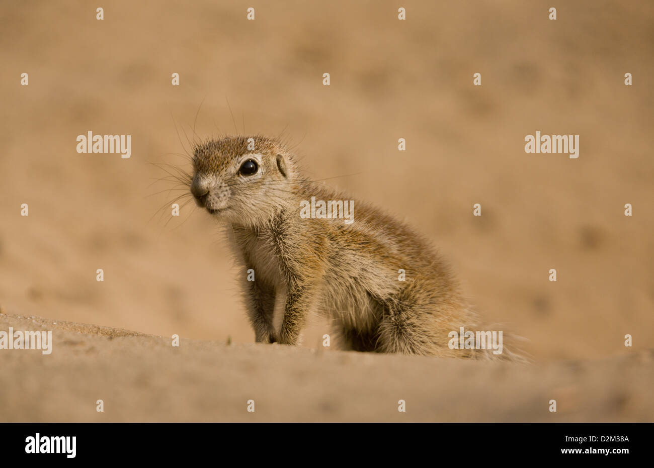 Young Cape ground squirrel (Xerus inauris) at the mouth of the burrow ...