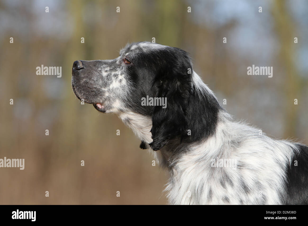 Dog English Setter adult (blue Belton) portrait profile Stock Photo - Alamy
