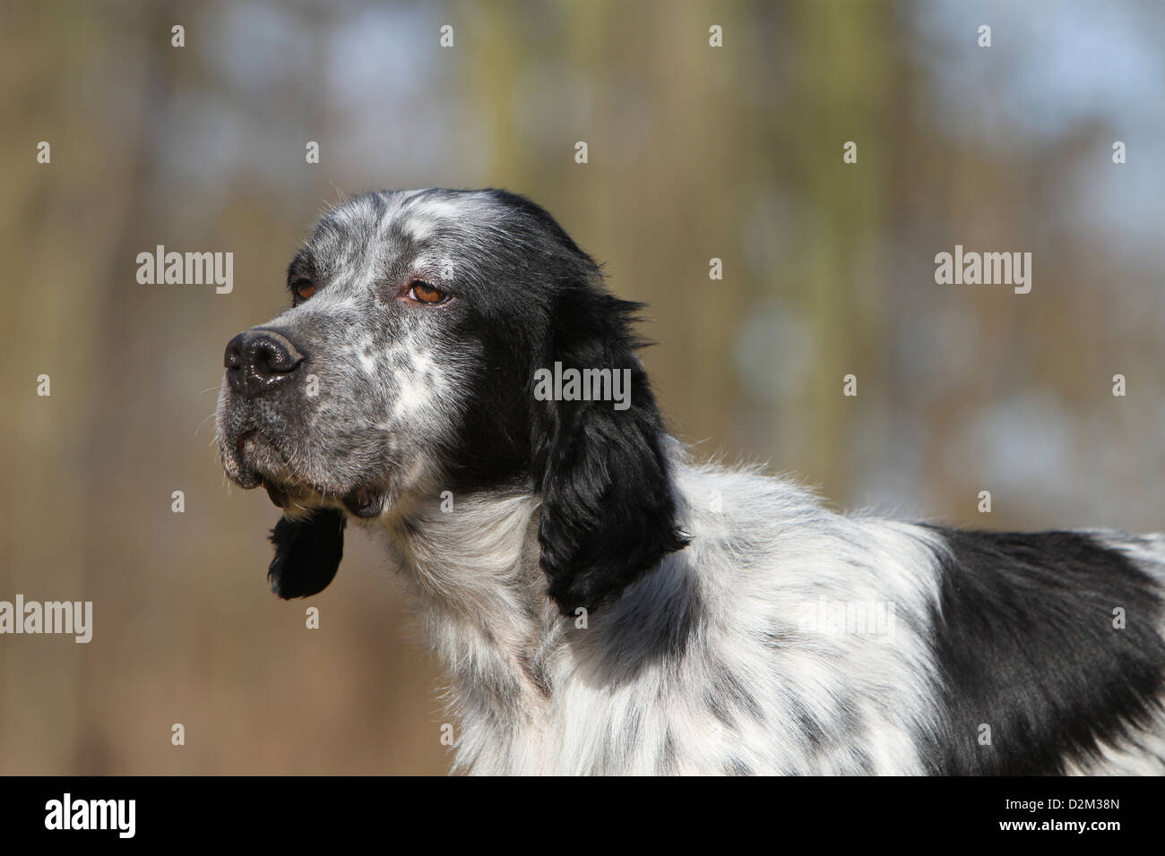 Dog English Setter adult (blue Belton) portrait profile Stock Photo - Alamy