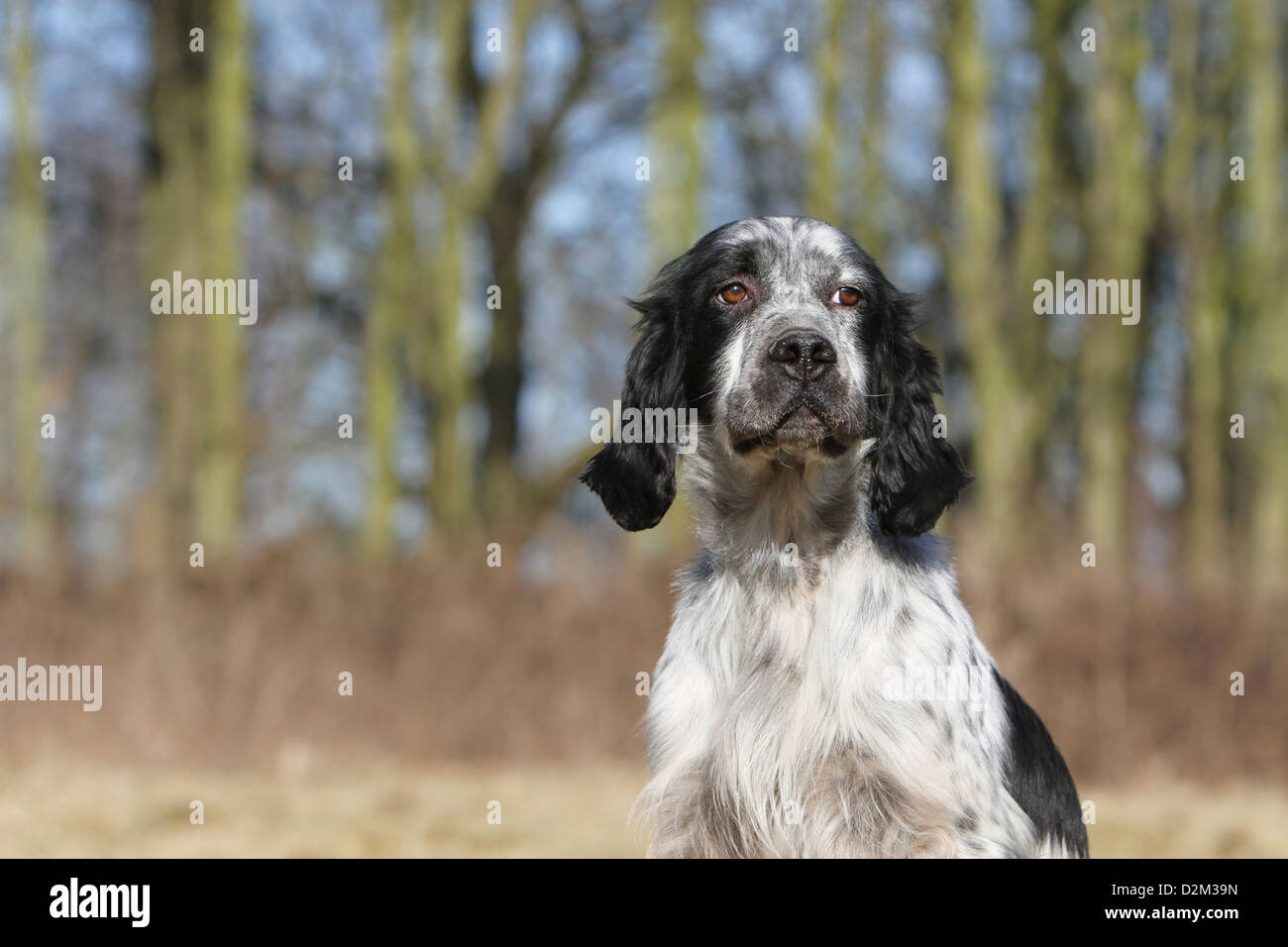 Dog English Setter adult (blue Belton) portrait Stock Photo - Alamy