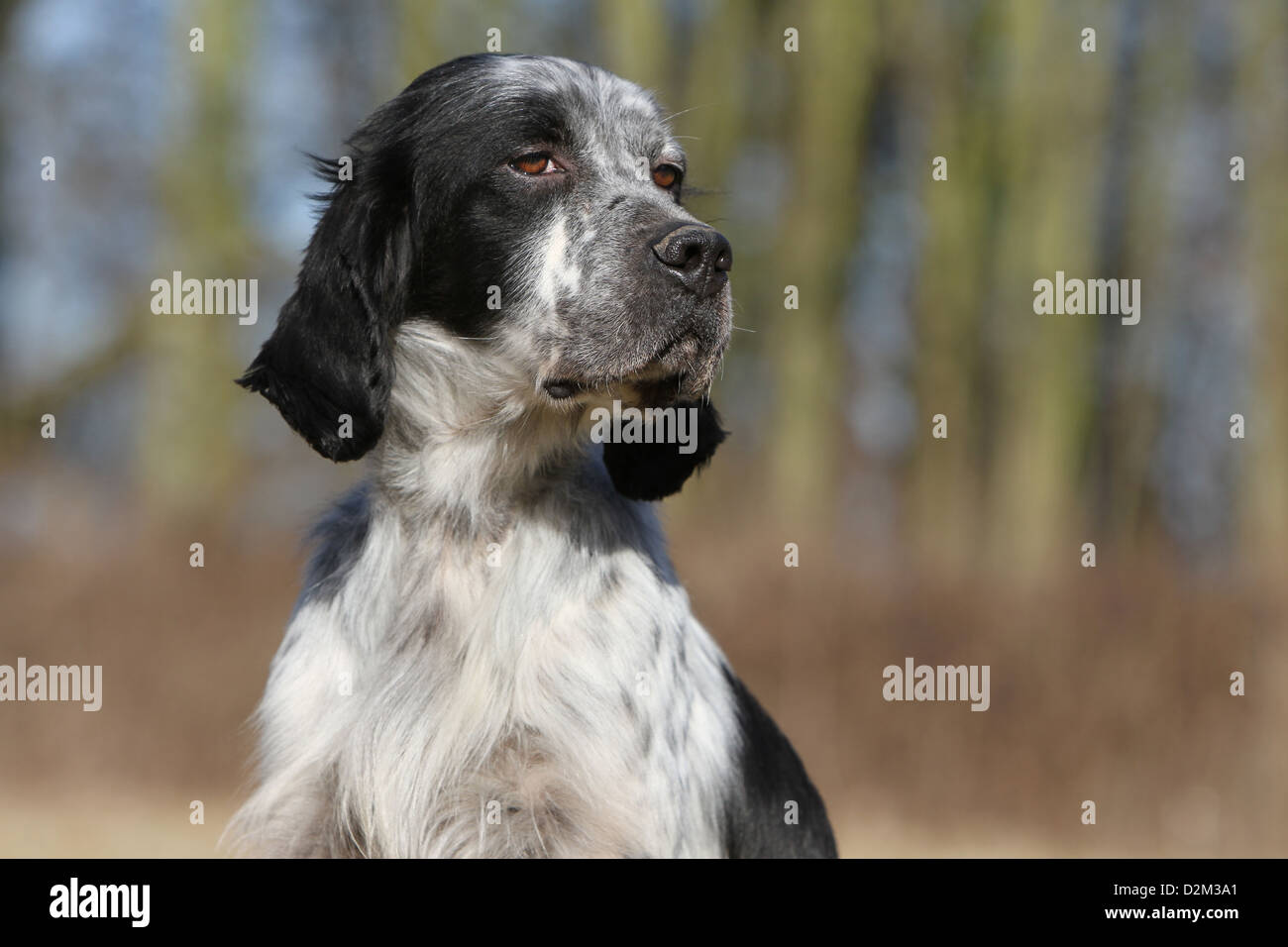 Dog English Setter adult (blue Belton) portrait profile Stock Photo - Alamy