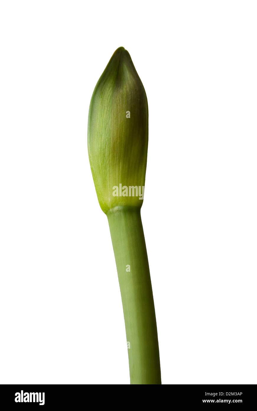 Amaryllis bud before flowering isolated on a white background Stock Photo - Alamy