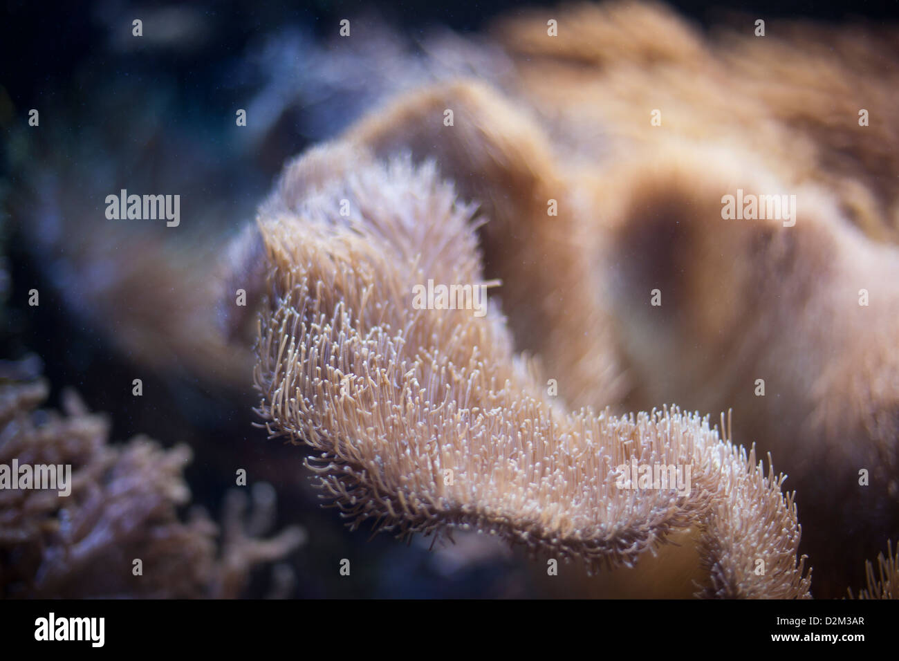 Close up coral in fish marine tank Stock Photo - Alamy