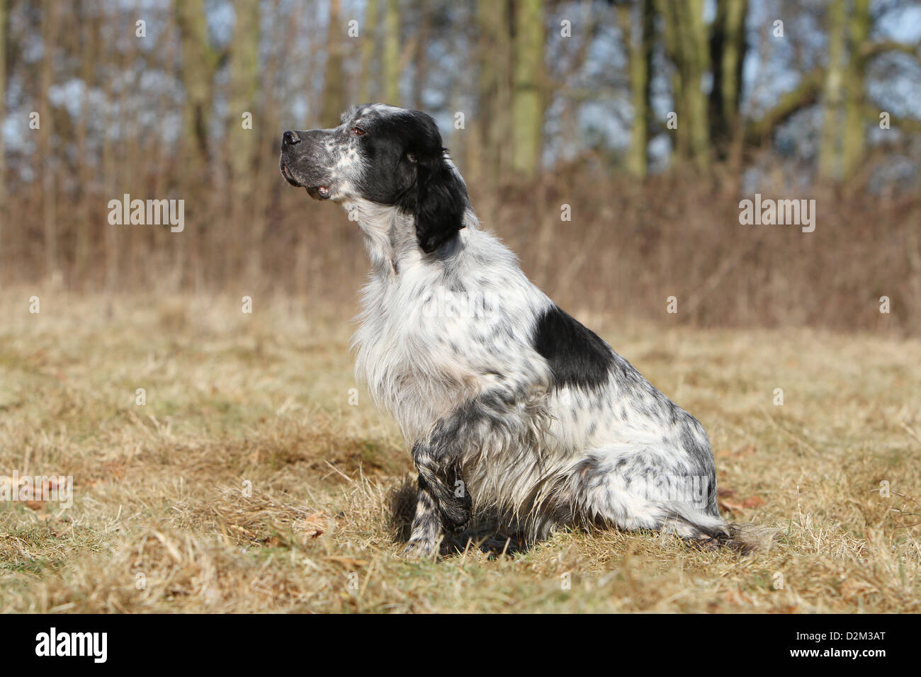 Blue belton english setter hi-res stock photography and images - Alamy