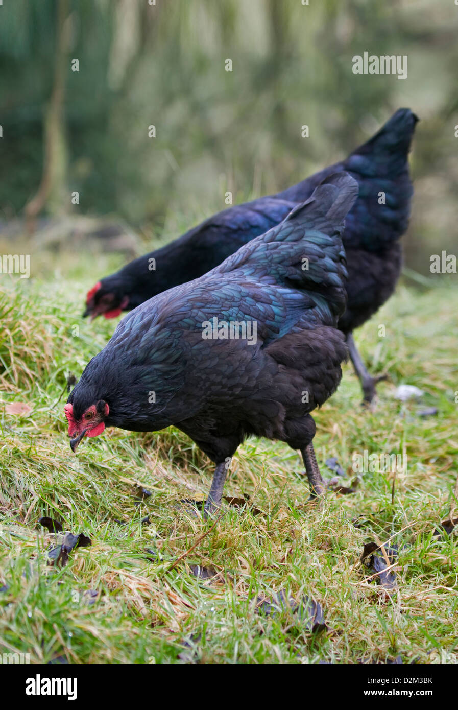 Black chickens hi-res stock photography and images - Alamy