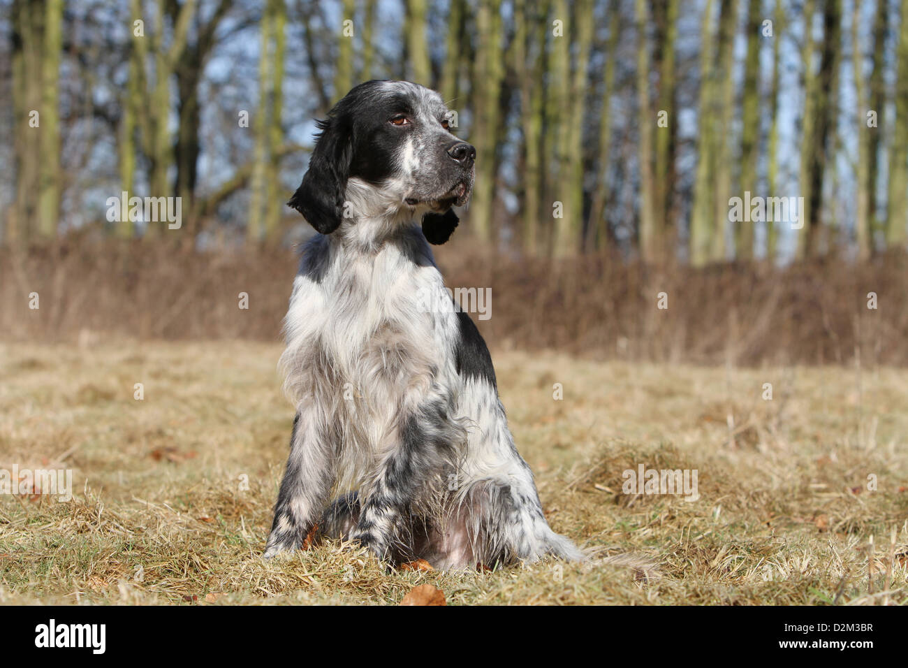Dog English Setter adult (blue Belton) sitting in a meadow Stock Photo ...
