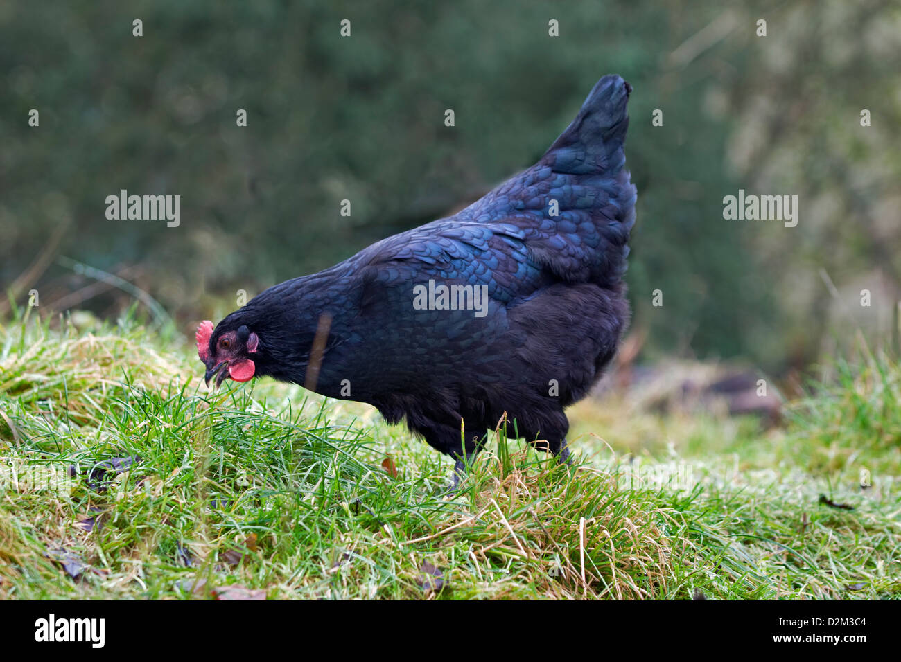 A single young black rock chicken, also known as a pullet, showing ...