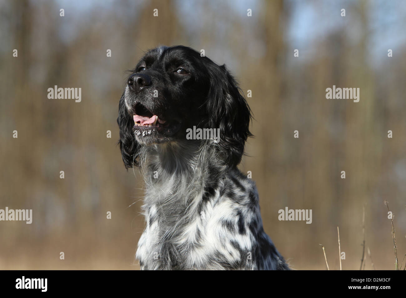 Dog English Setter adult (blue Belton) portrait profile Stock Photo - Alamy