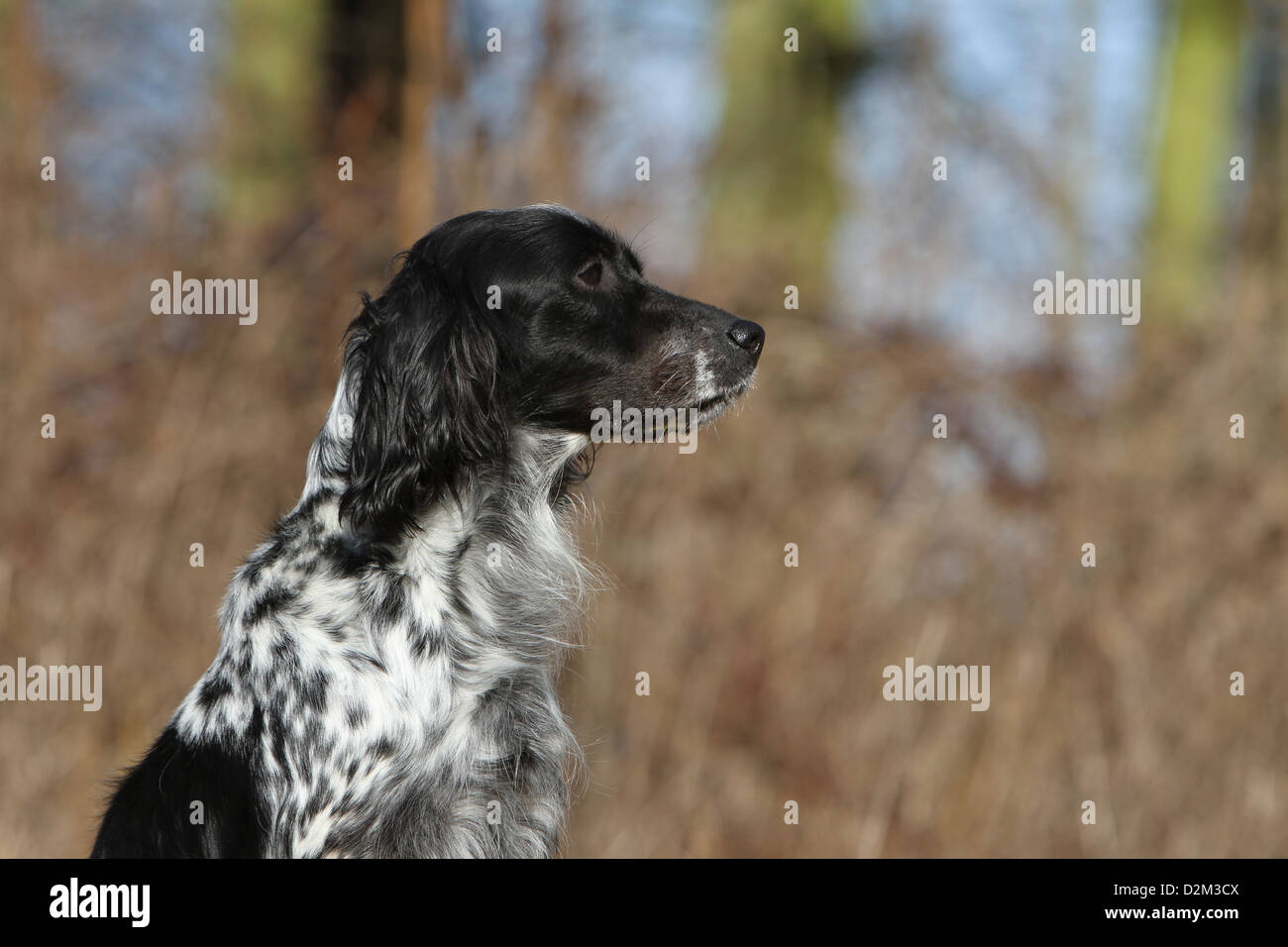 Dog English Setter adult (blue Belton) portrait profile Stock Photo - Alamy