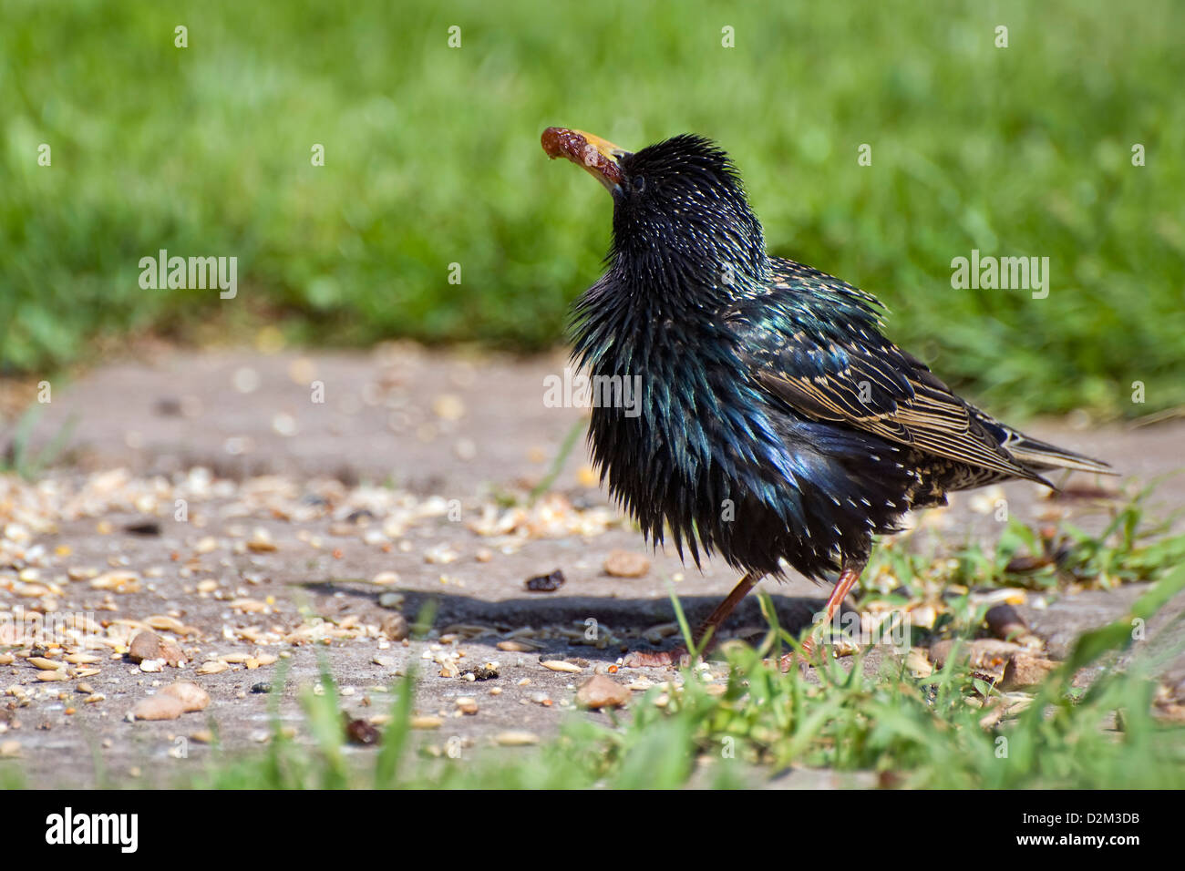 Bird eating grass seed uk hi-res stock photography and images - Alamy