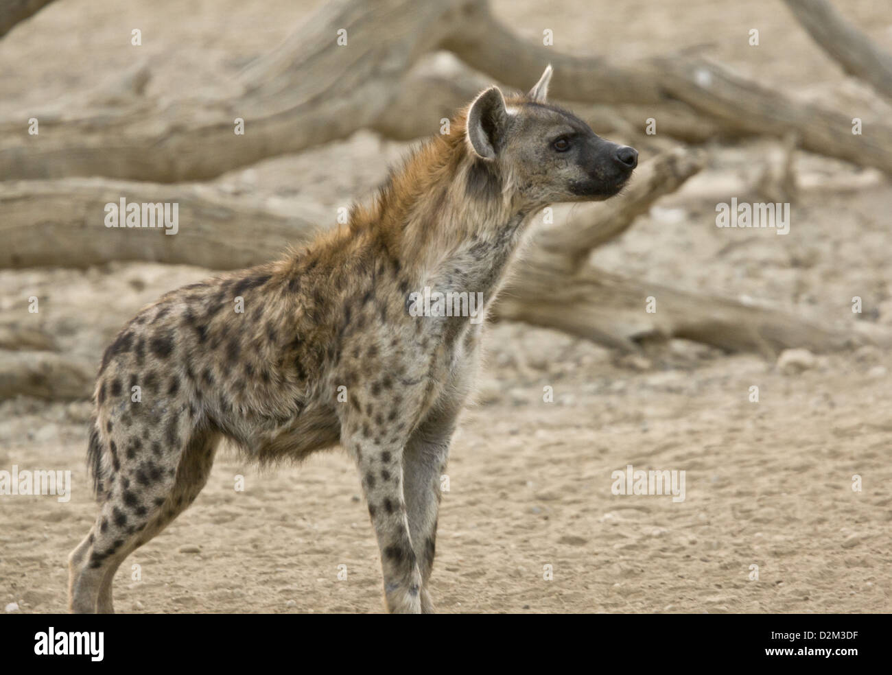 Spotted hyena (Crocuta crocuta) in the Kalahari Desert, South Africa ...
