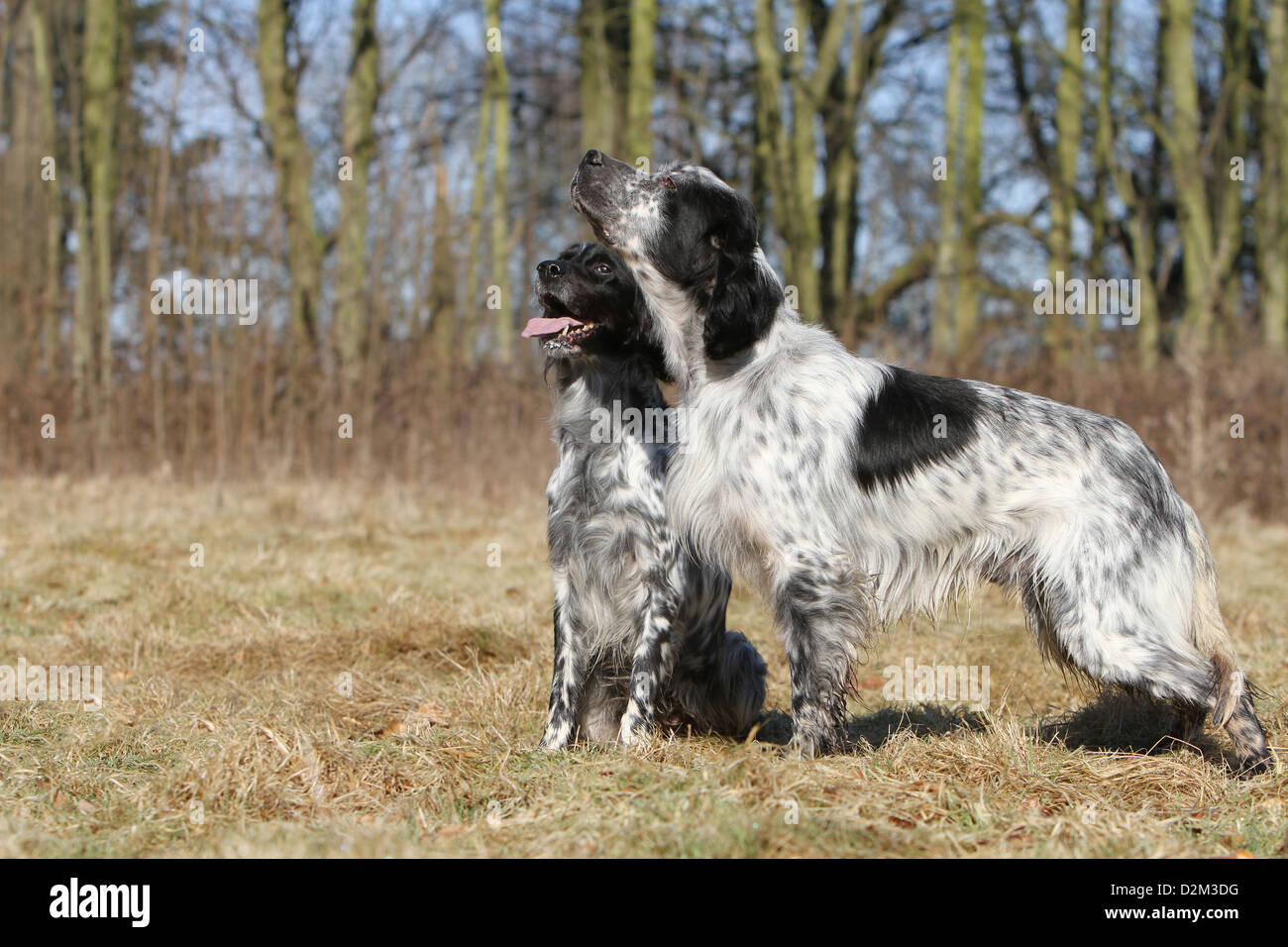 Dog English Setter two adults (blue Belton) in a field Stock Photo - Alamy