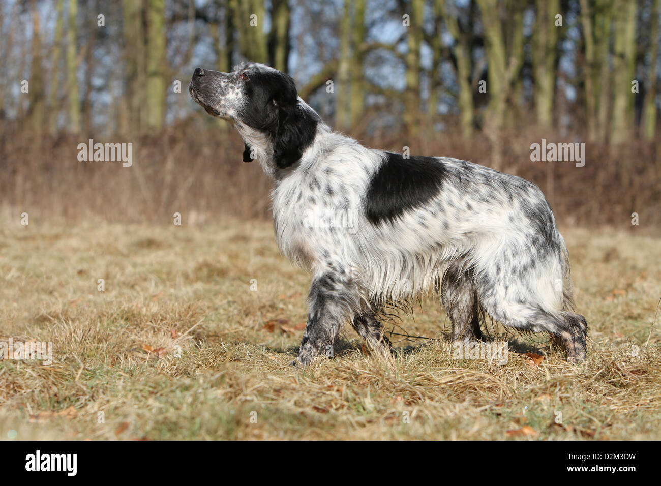 Dog English Setter adult (blue Belton) standing in a field Stock Photo ...