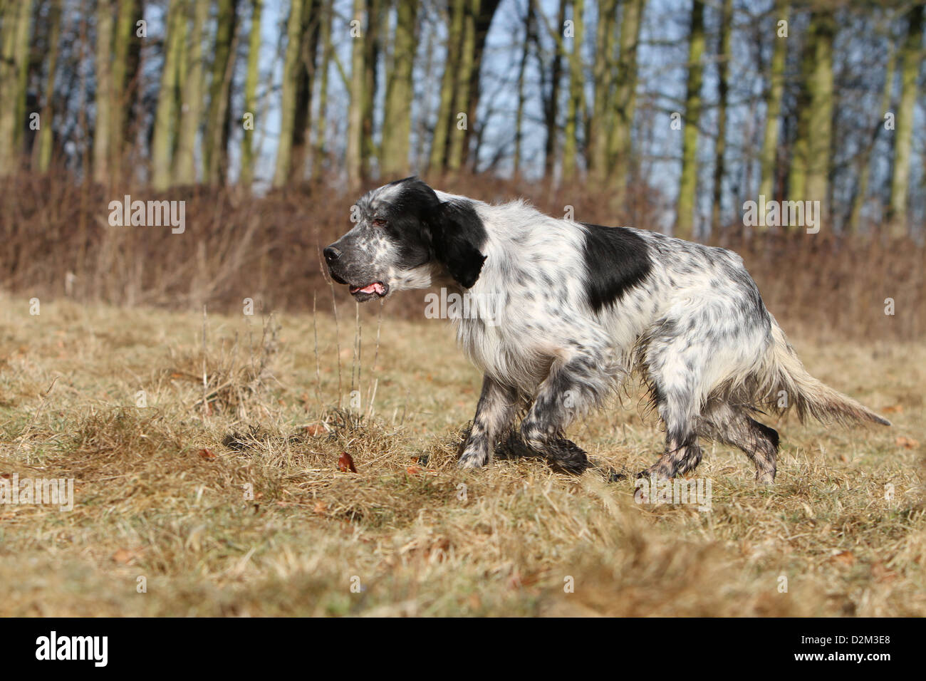 Dog English Setter adult (blue Belton) walking in a field Stock Photo ...