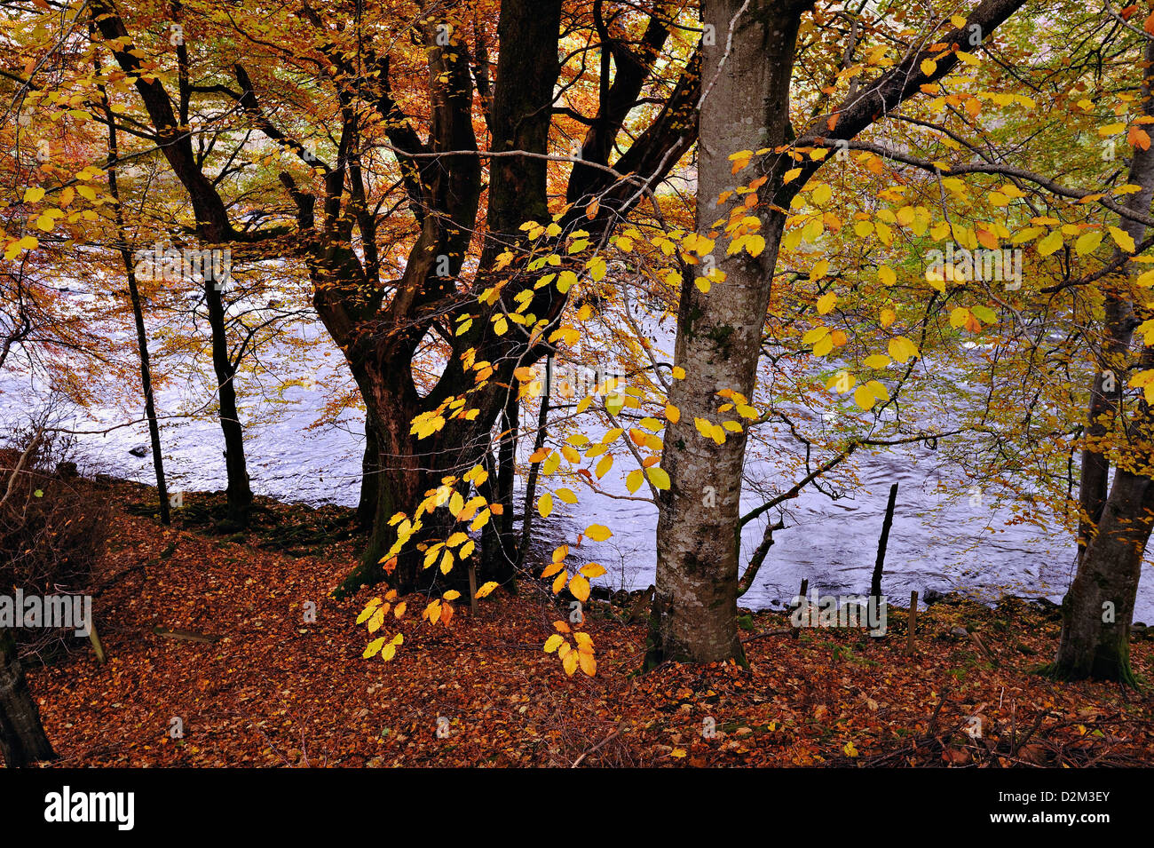 Trees broad leaves hi-res stock photography and images - Alamy