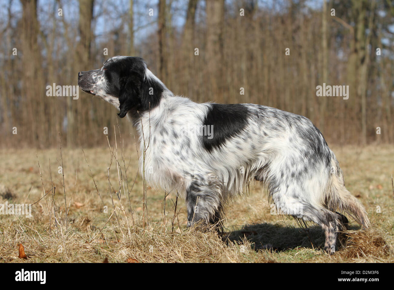 Dog English Setter adult (blue Belton) standing in a field Stock Photo ...