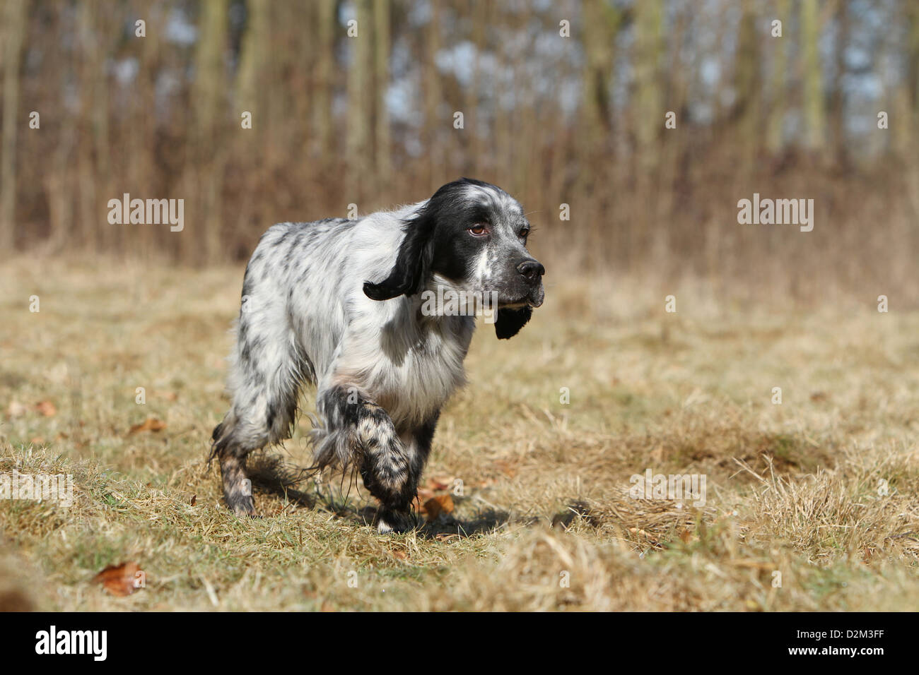 Dog English Setter adult (blue Belton) walking in a field Stock Photo ...