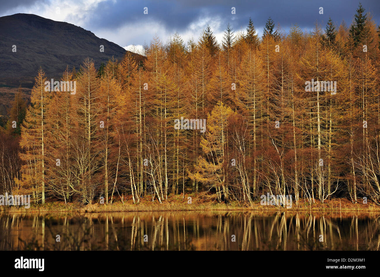 Larch trees in fall colour hi-res stock photography and images - Alamy