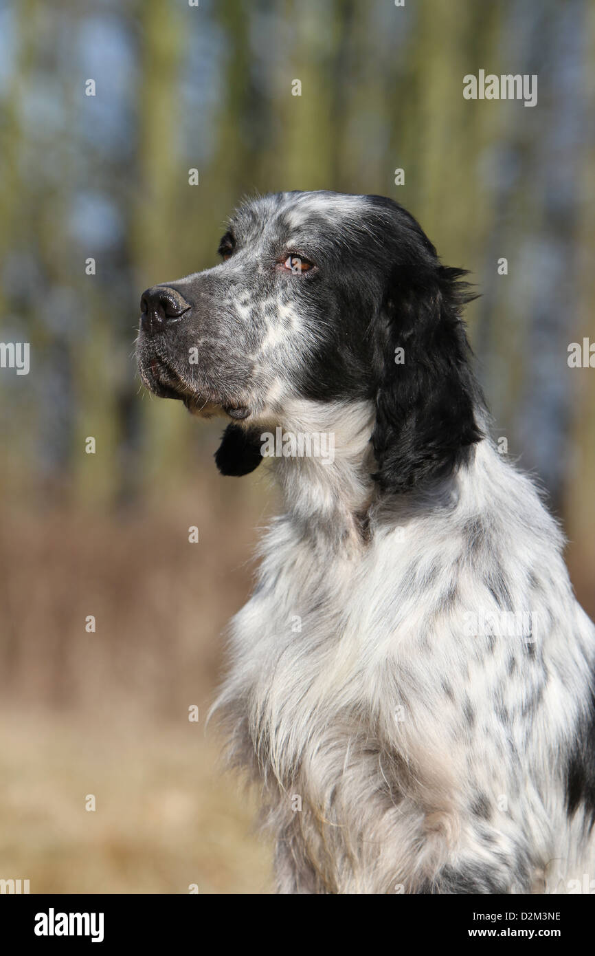 Dog English Setter adult (blue Belton) portrait profile Stock Photo - Alamy