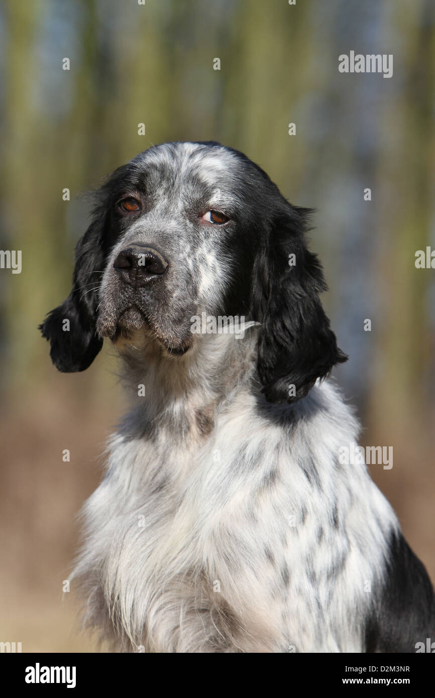 Blue Belton High Resolution Stock Photography and Images - Alamy