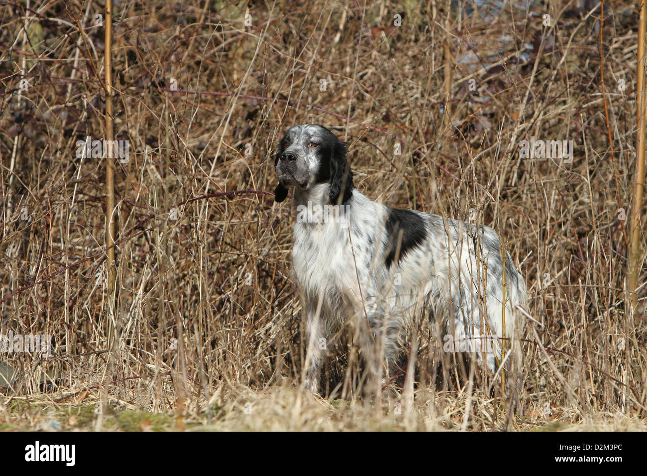 Dog English Setter adult (blue Belton) standing in a field Stock Photo ...