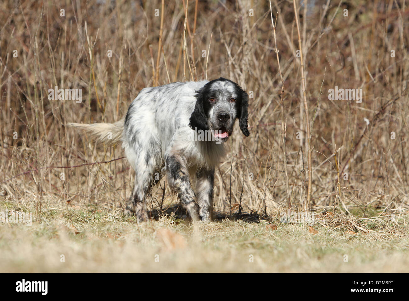 Dog English Setter adult (blue Belton) standing in a field Stock Photo ...