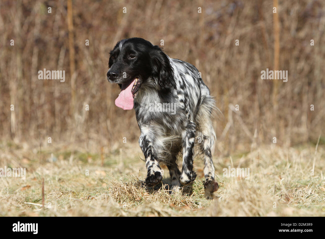 Dog English Setter adult (blue Belton) running in a field Stock Photo ...