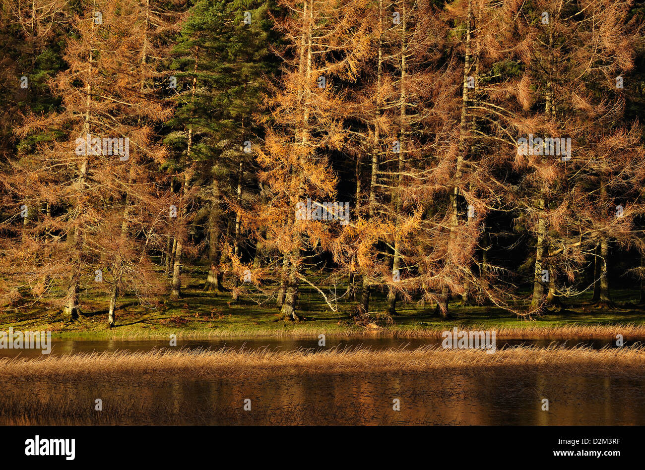 Larch trees scotland hi-res stock photography and images - Alamy