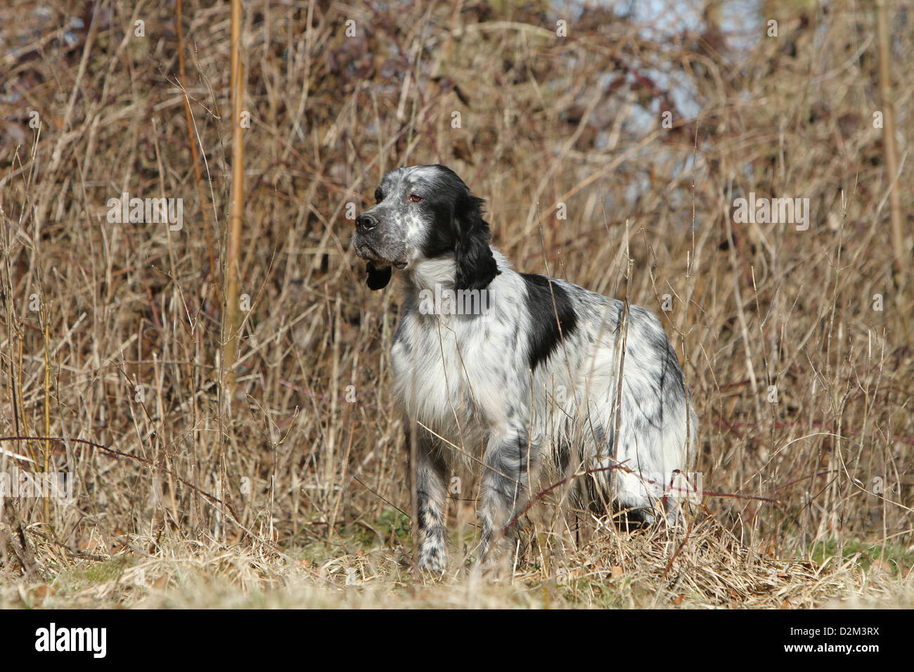 Dog English Setter adult (blue Belton) standing in a field Stock Photo ...