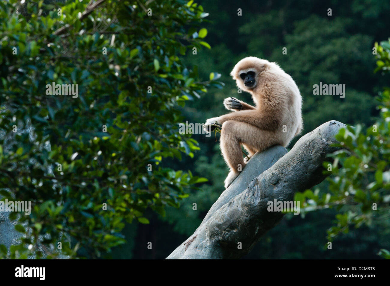 Lar gibbon (Hylobates lar), a.k.a. white-handed gibbon, Taipei Zoo ...