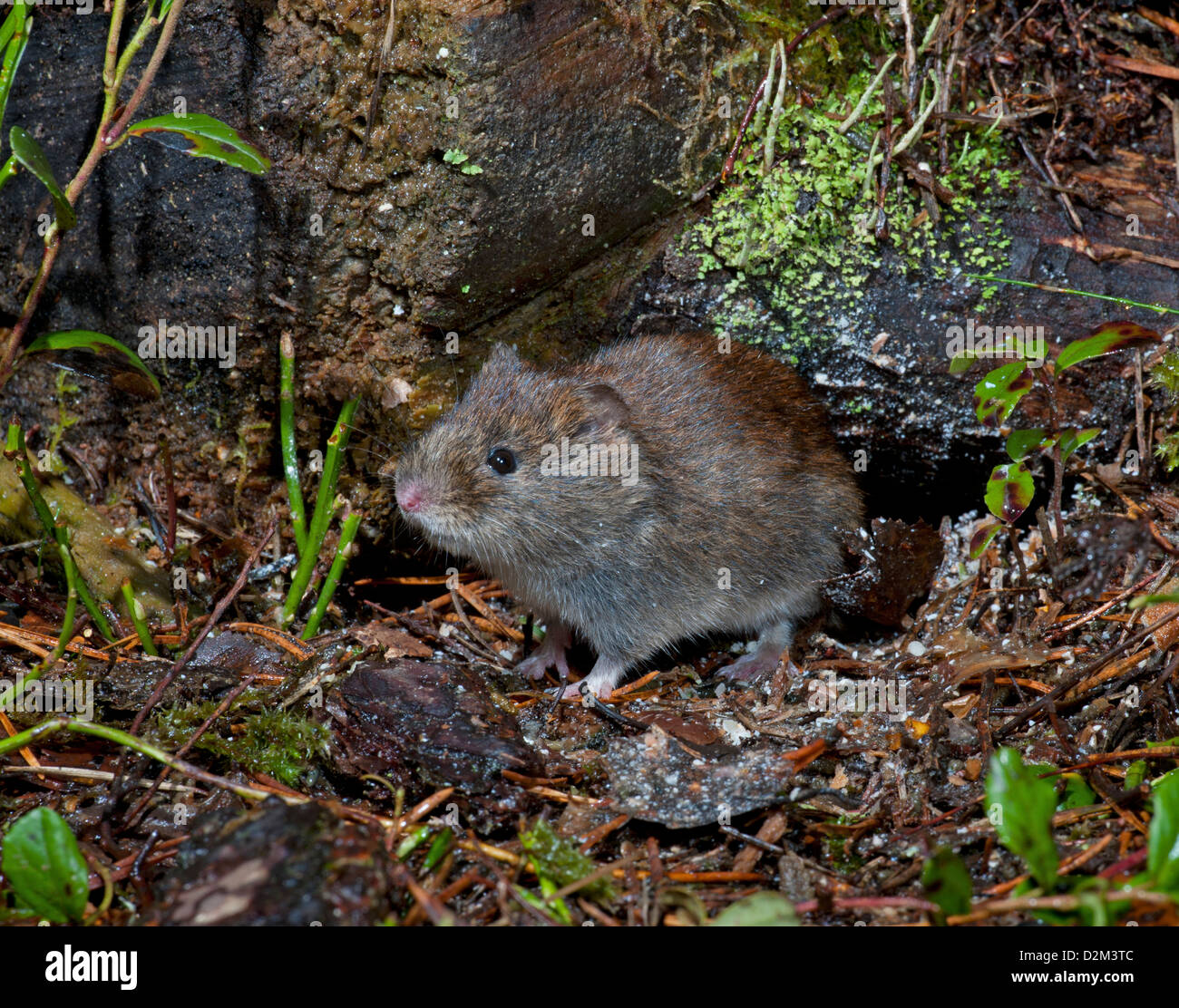 A Bank Vole at home in ancient Scottish pine woodland. SCO 8923 Stock ...