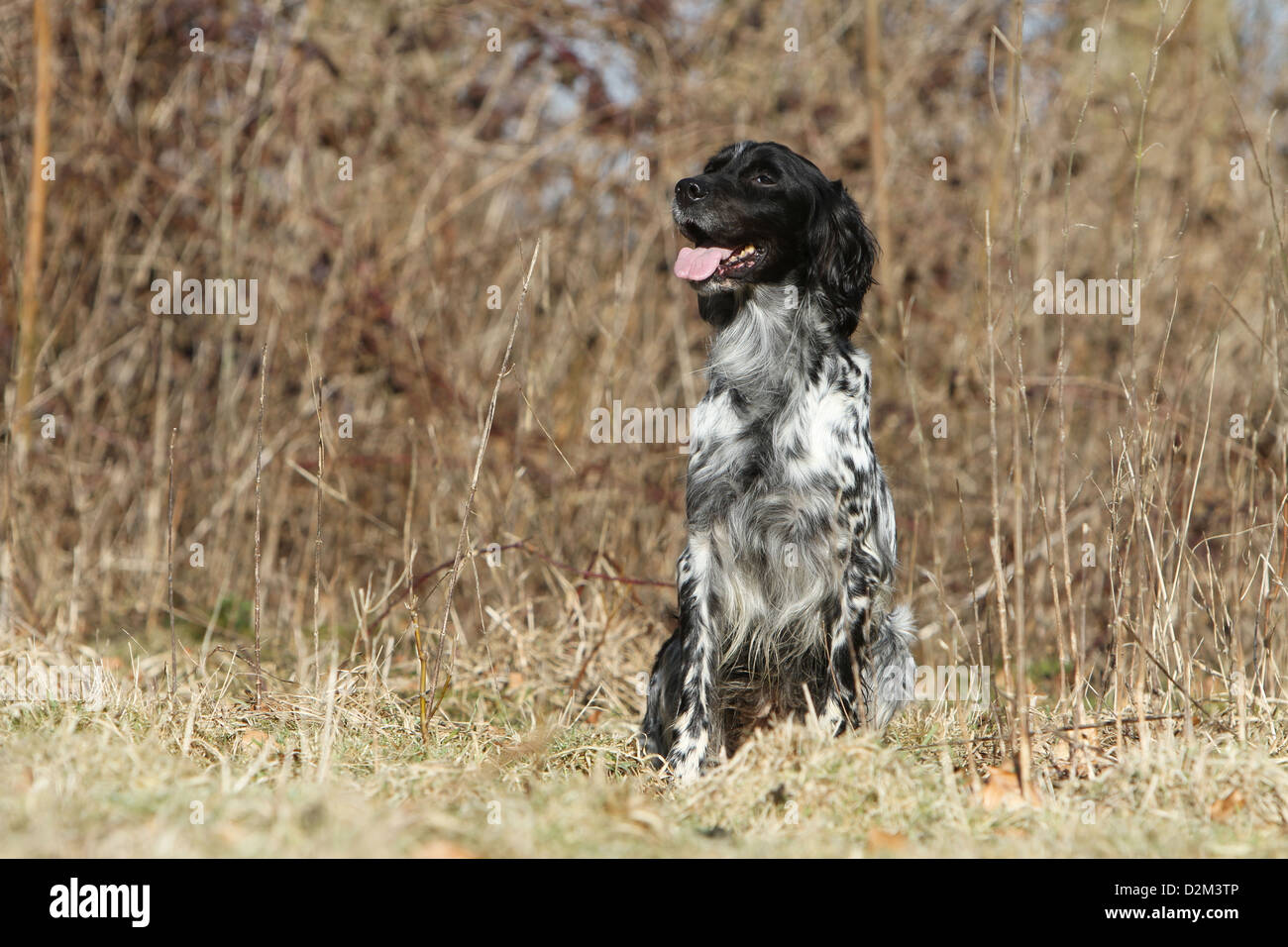 Dog English Setter adult (blue Belton) sitting in a meadow Stock Photo ...