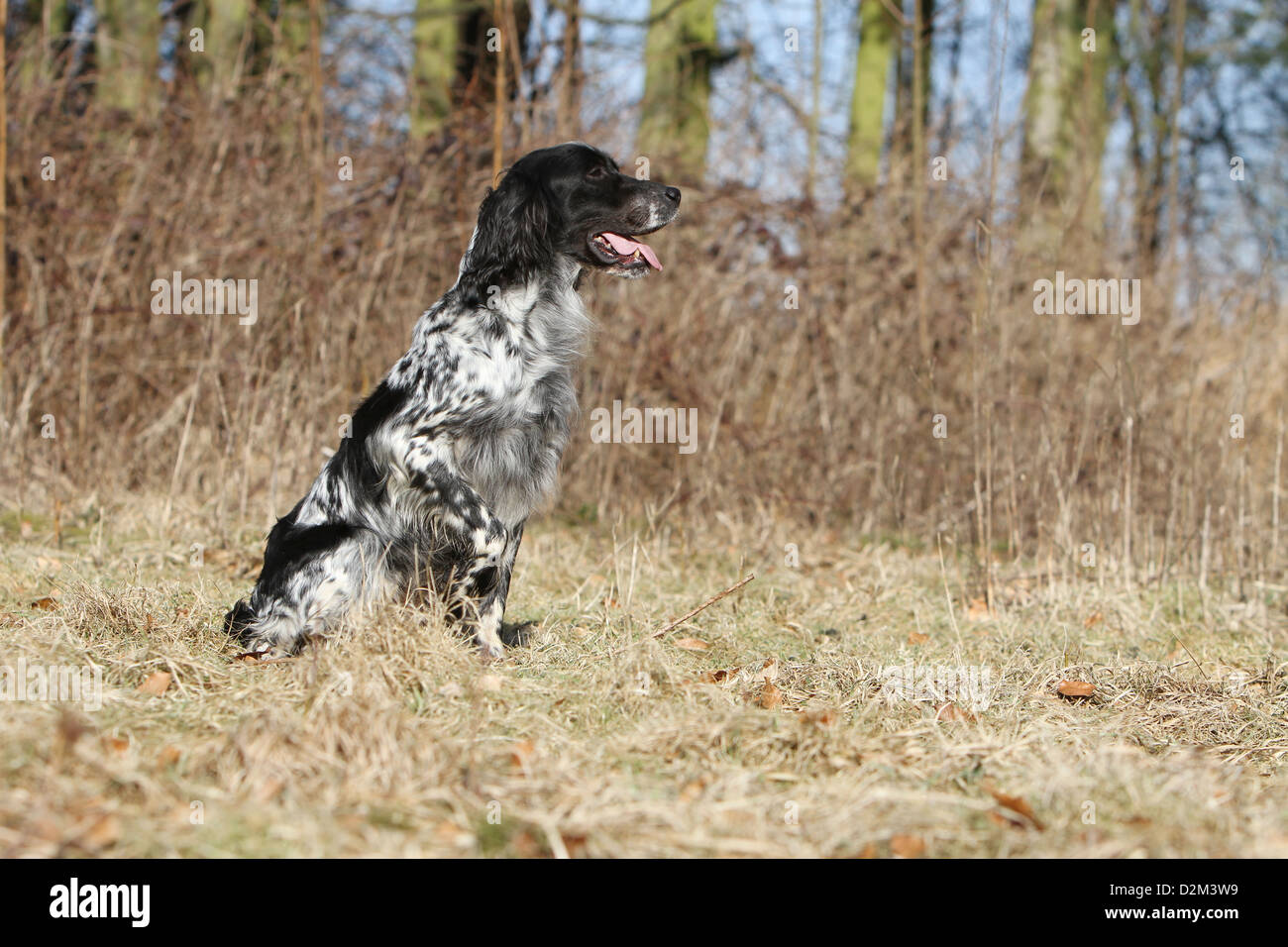 Ingles setters hi-res stock photography and images - Alamy