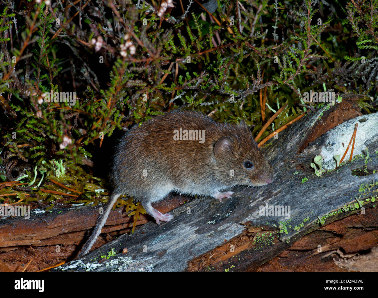 A Bank Vole at home in ancient Scottish pine woodland. SCO 8824 Stock ...
