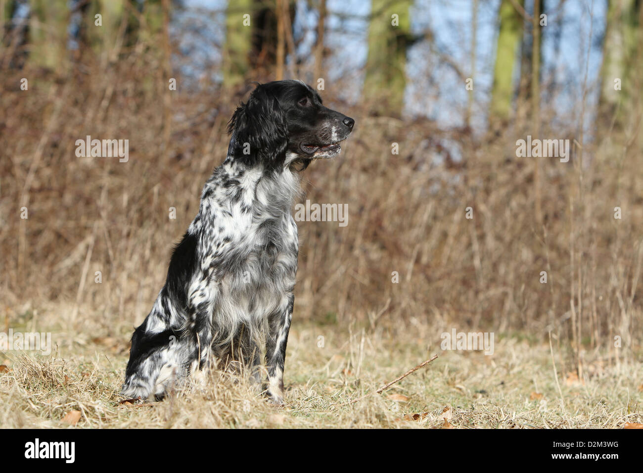 Dog English Setter adult (blue Belton) sitting in a meadow Stock Photo ...