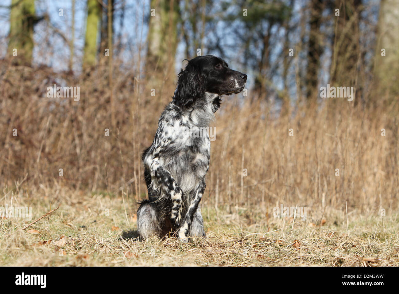 Dog English Setter adult (blue Belton) sitting in a meadow paw raised ...