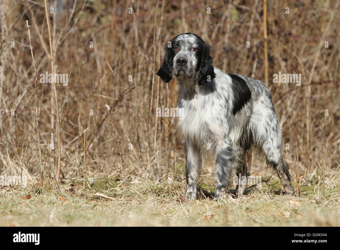 Dog English Setter adult (blue Belton) standing in a field Stock Photo ...