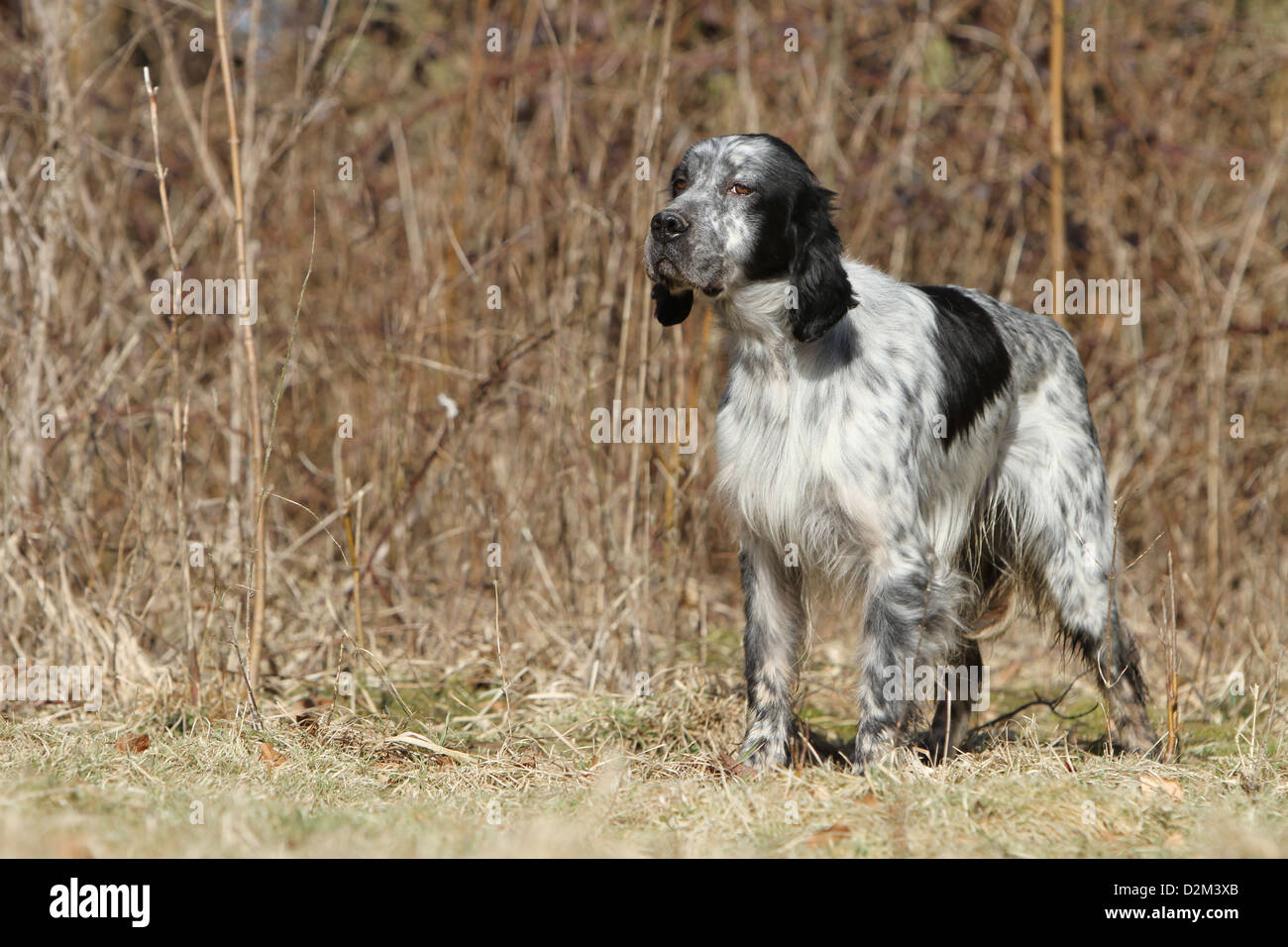 Dog English Setter adult (blue Belton) standing in a field Stock Photo ...